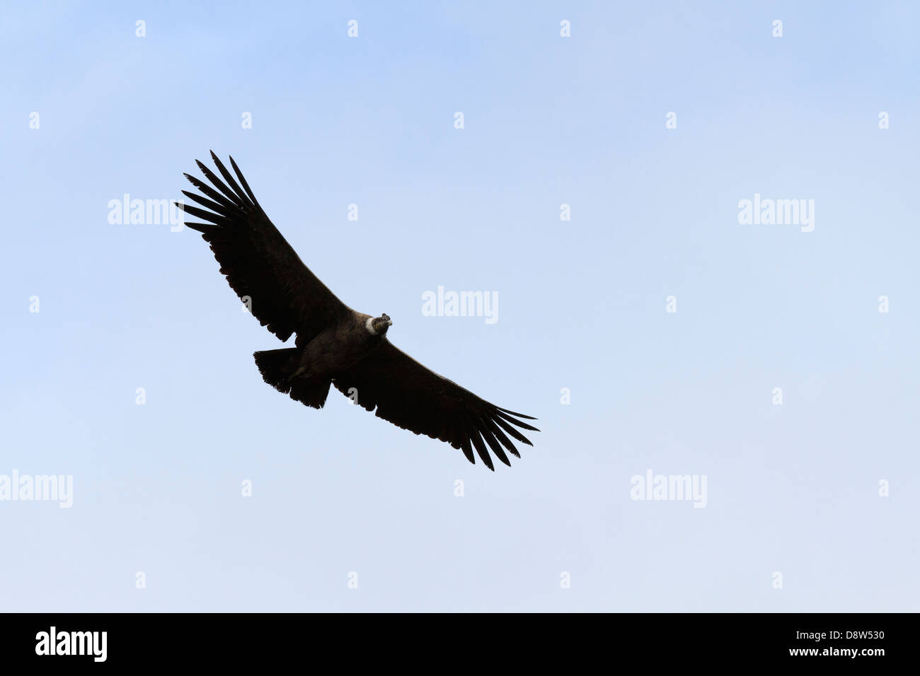 An Andean Condor soars over southern Peru's Colca Canyon, Peru Stock ...