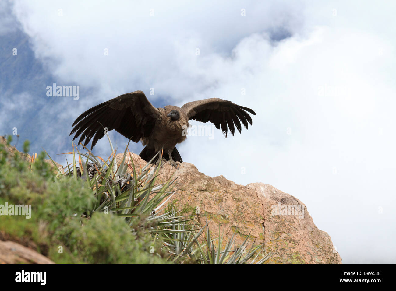An Andean Condor soars over southern Peru's Colca Canyon, Peru Stock ...