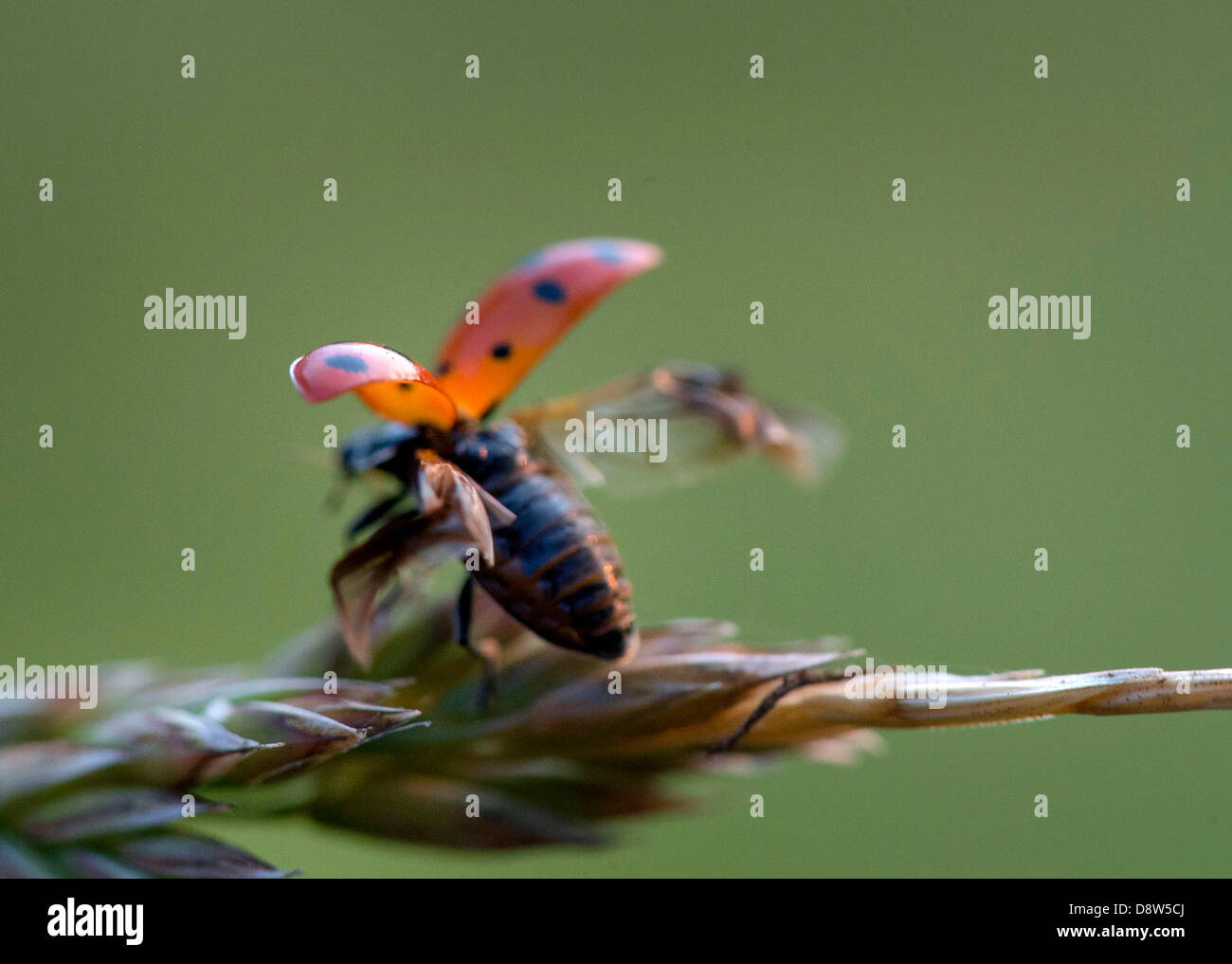 June 4, 2013 - Roseburg, Oregon, U.S - A ladybug beetle spreads its ...