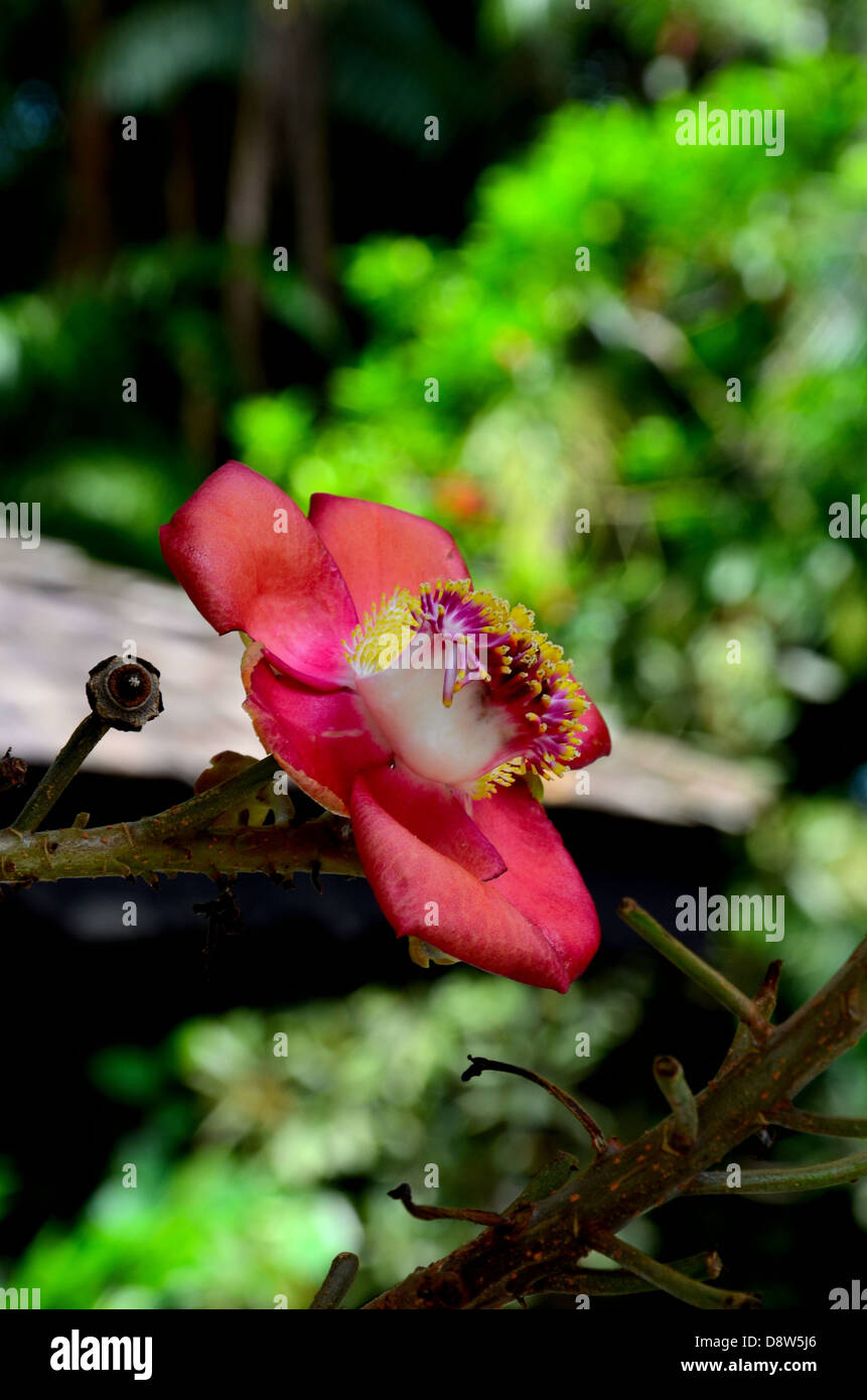 Cannonball tree bark hi-res stock photography and images - Alamy