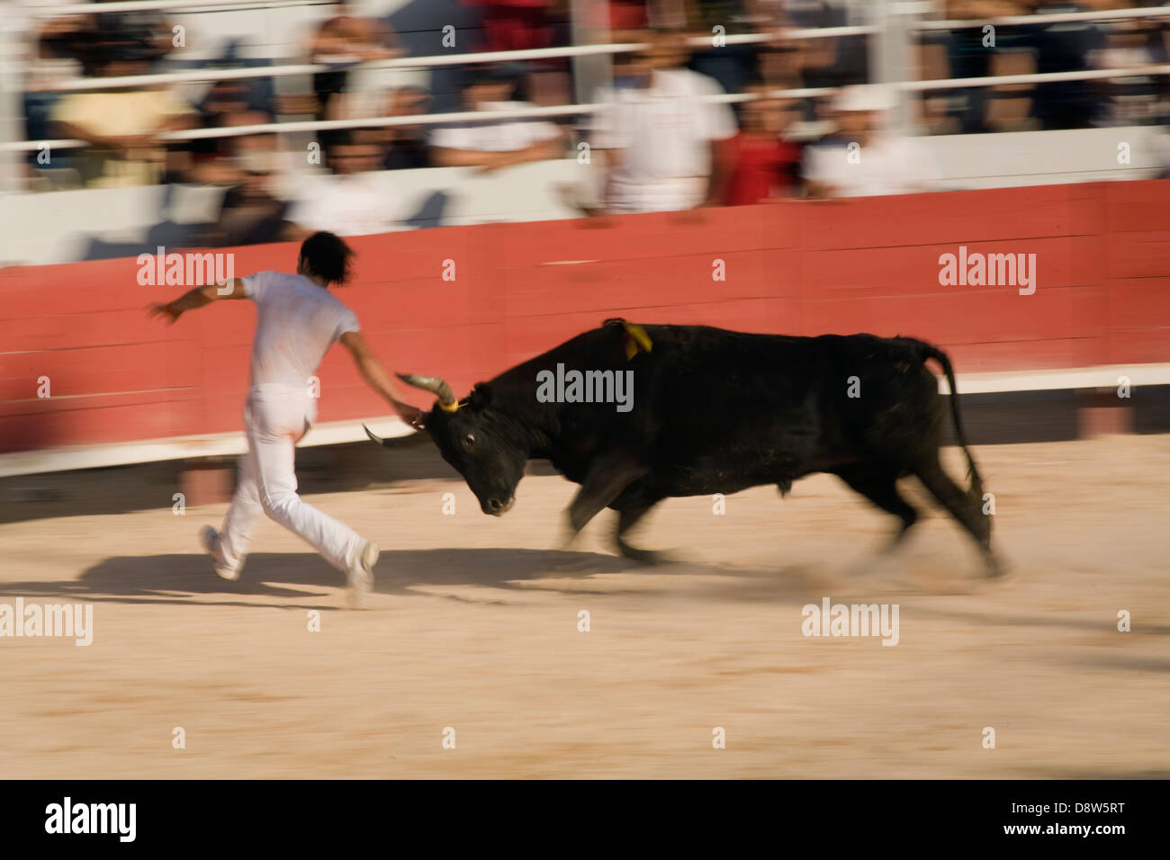 Bull Chasing Man High Resolution Stock Photography and Images - Alamy