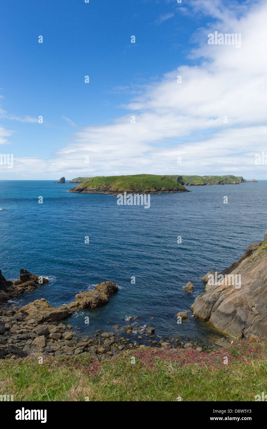 Puffins on skomer island hi-res stock photography and images - Alamy