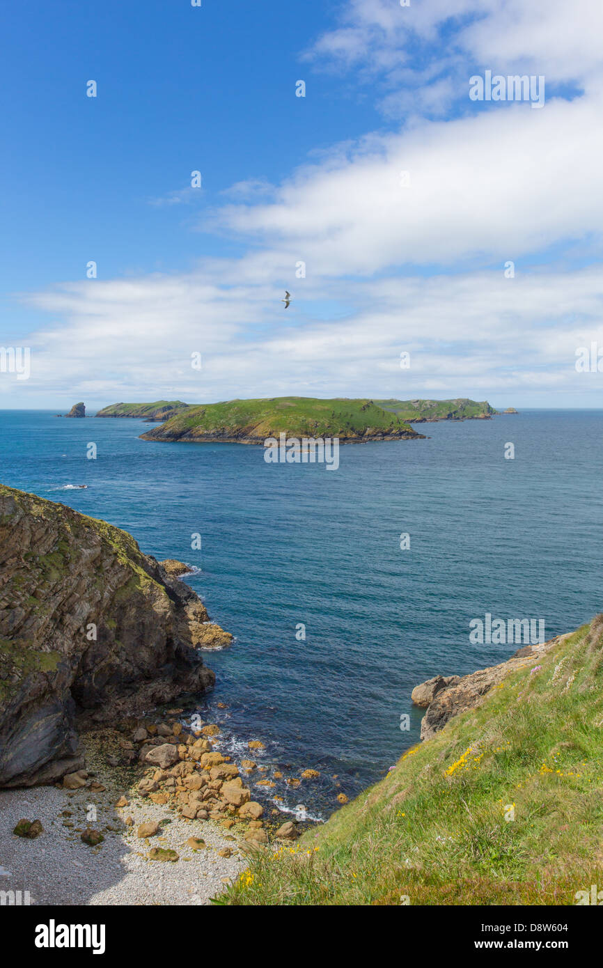 Skomer Island Pembrokeshire West Wales known for Puffins, wildlife and ...