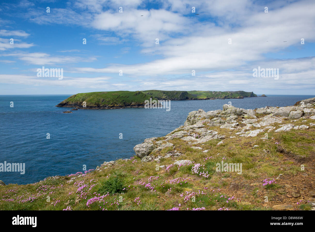Skomer Island Pembrokeshire West Wales known for Puffins, wildlife and ...