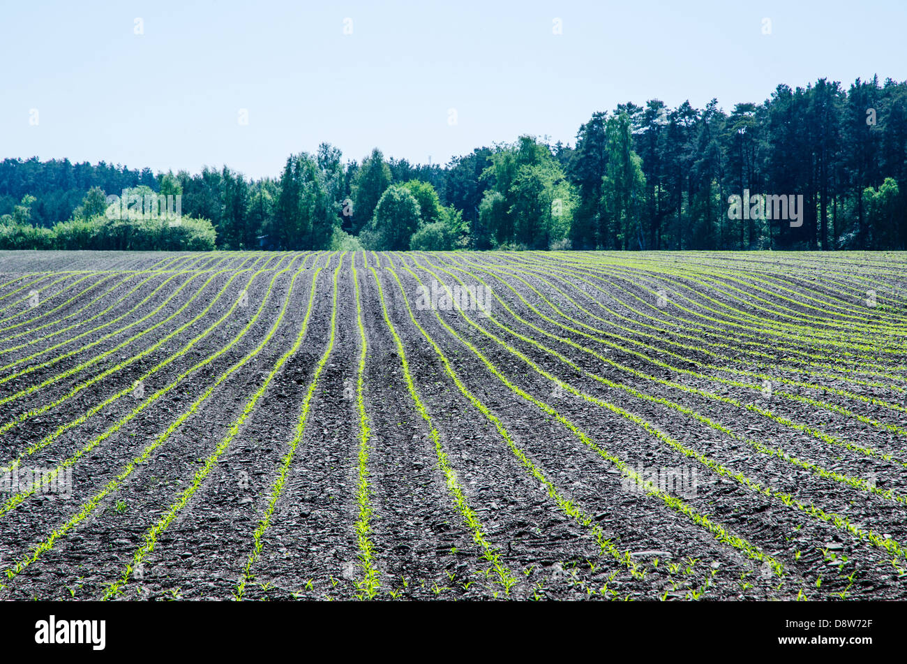 New corn plants in rows at a field with green background. From the ...