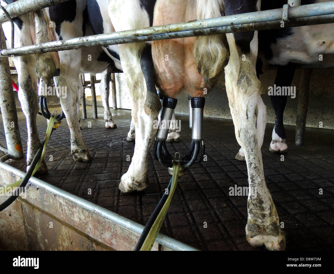 Milking cow milking plant hi-res stock photography and images - Alamy