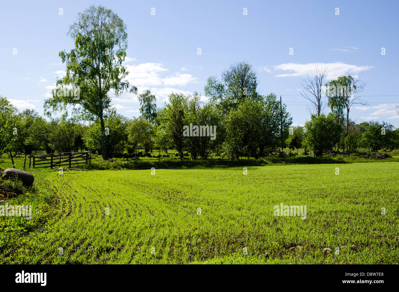 Green field of seedlings in rows and an old wooden gate. From the ...