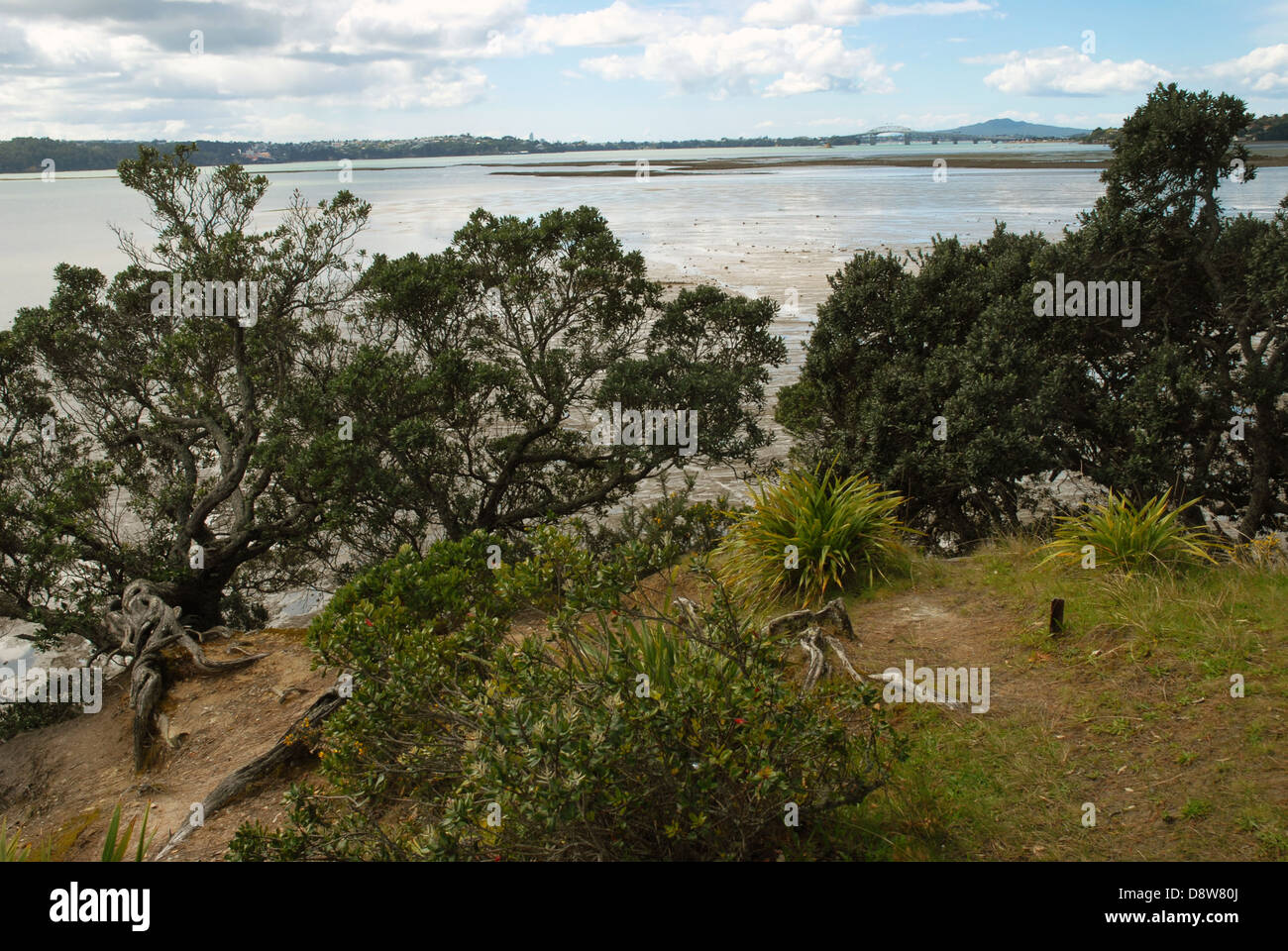 Beach at Kauri Point Centennial Park, Auckland, New Zealand Stock Photo - Alamy
