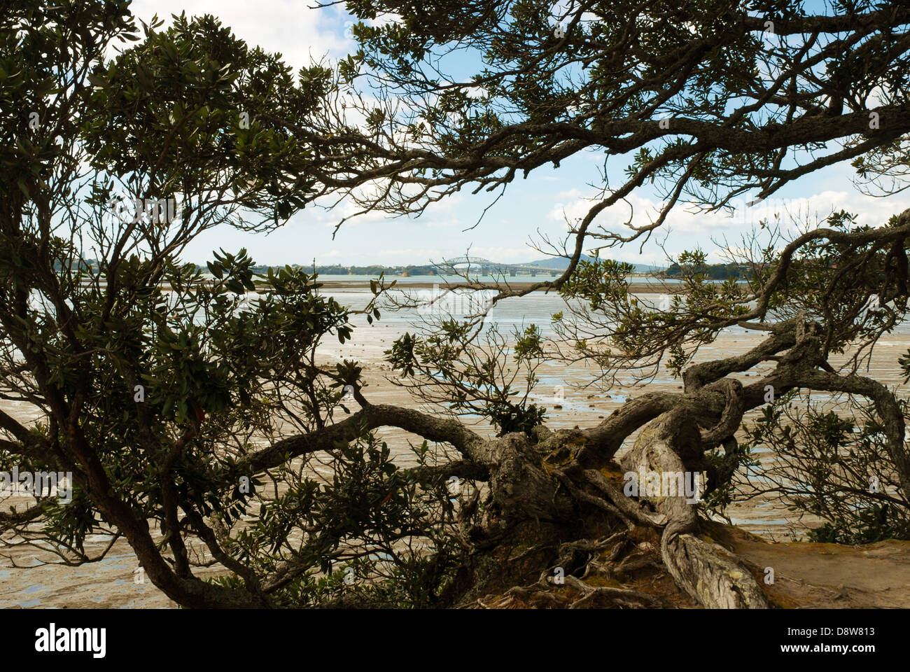Beach at Kauri Point Centennial Park, Auckland, New Zealand Stock Photo ...