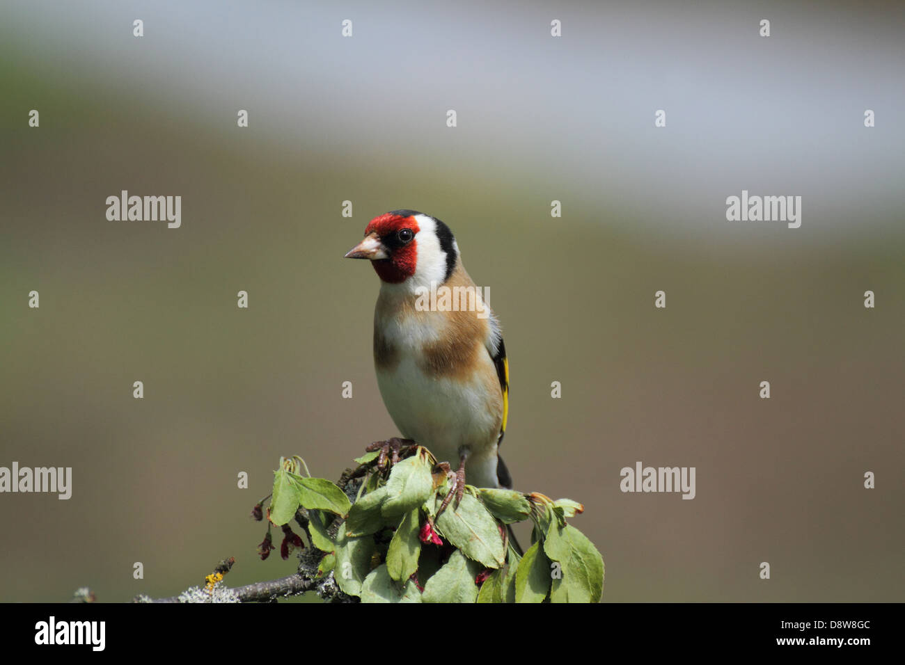 Goldfinch perched at RSPB Lochwinnoch, Scotland, UK Stock Photo - Alamy