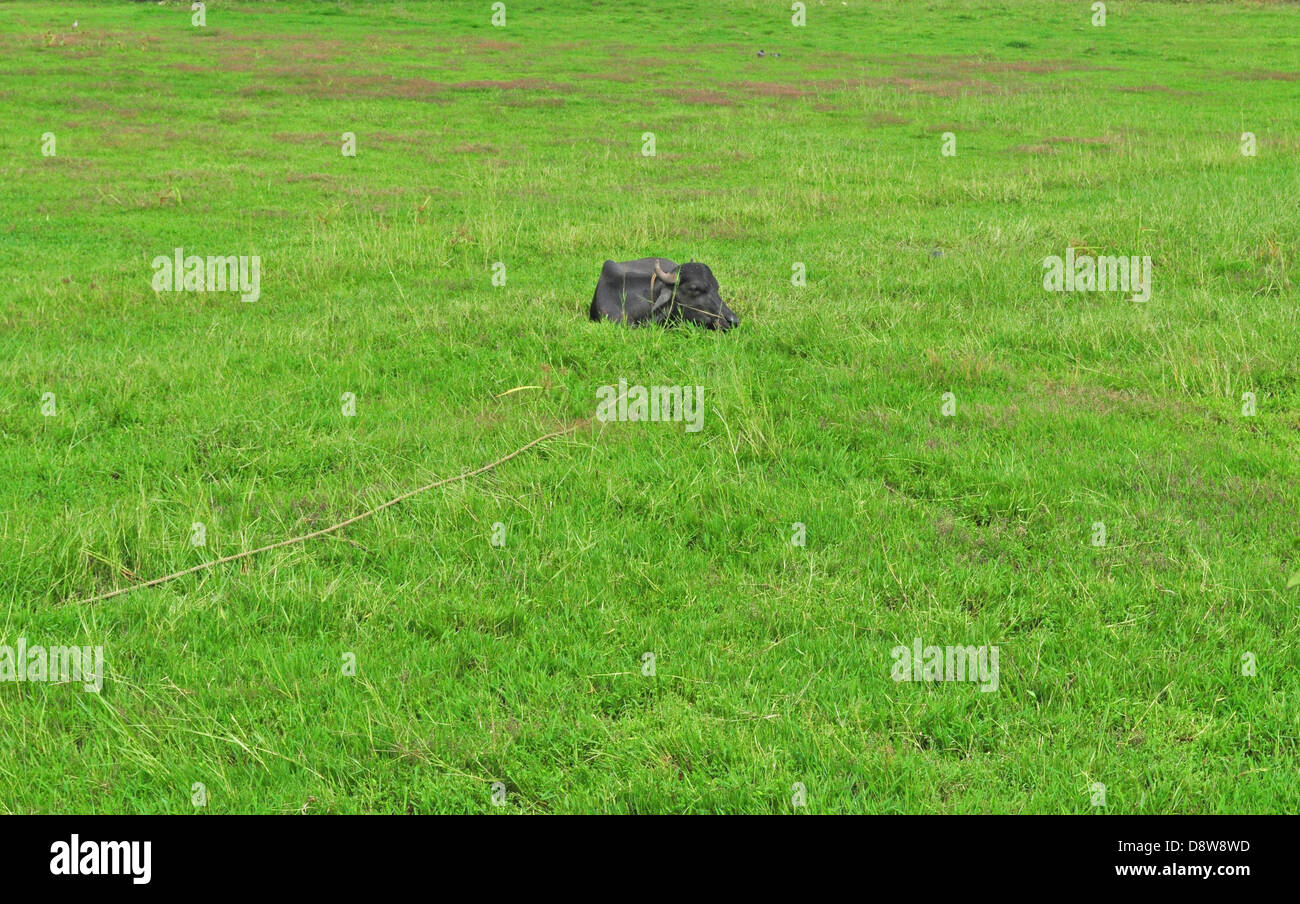 Buffalo chewing grass in hi-res stock photography and images - Alamy