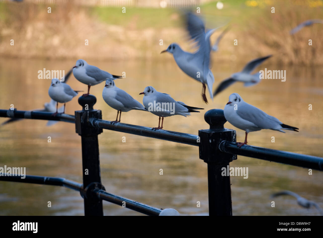 Birds on railing Stock Photo - Alamy