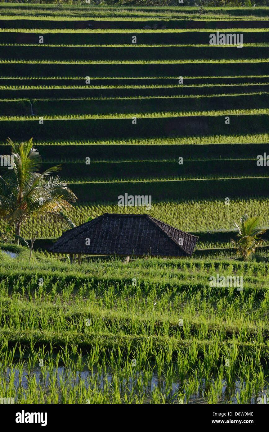 Indonesia, Bali, rice terrace in nearly Jatiluwith Stock Photo - Alamy