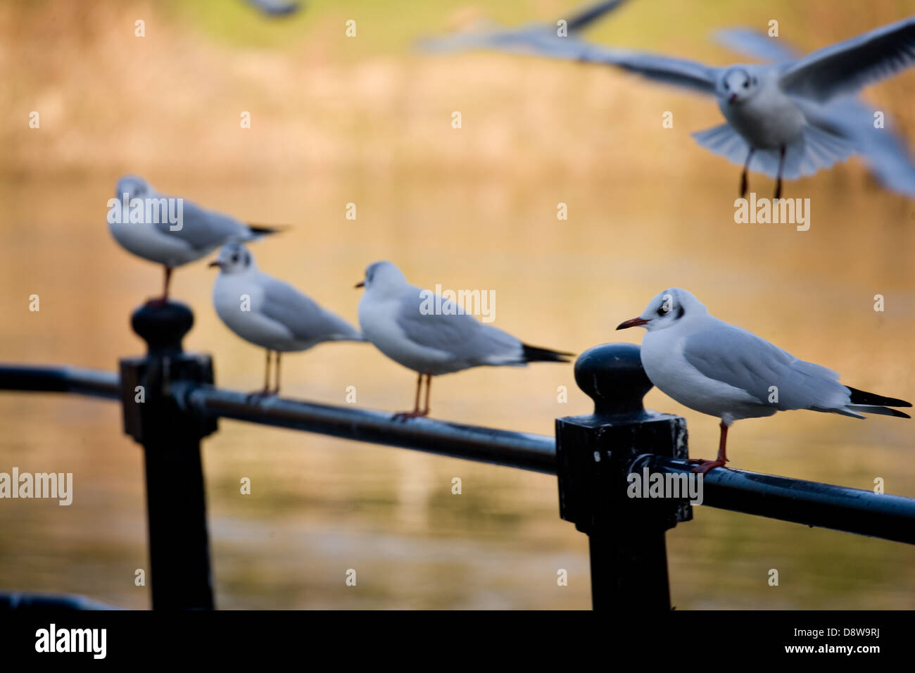 Birds on railing Stock Photo - Alamy