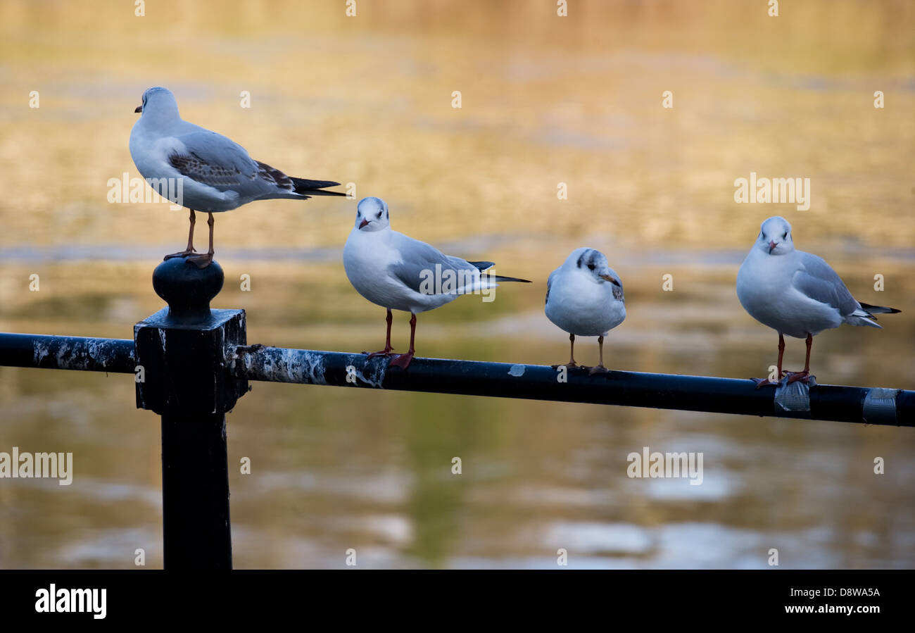 Birds on railing Stock Photo - Alamy