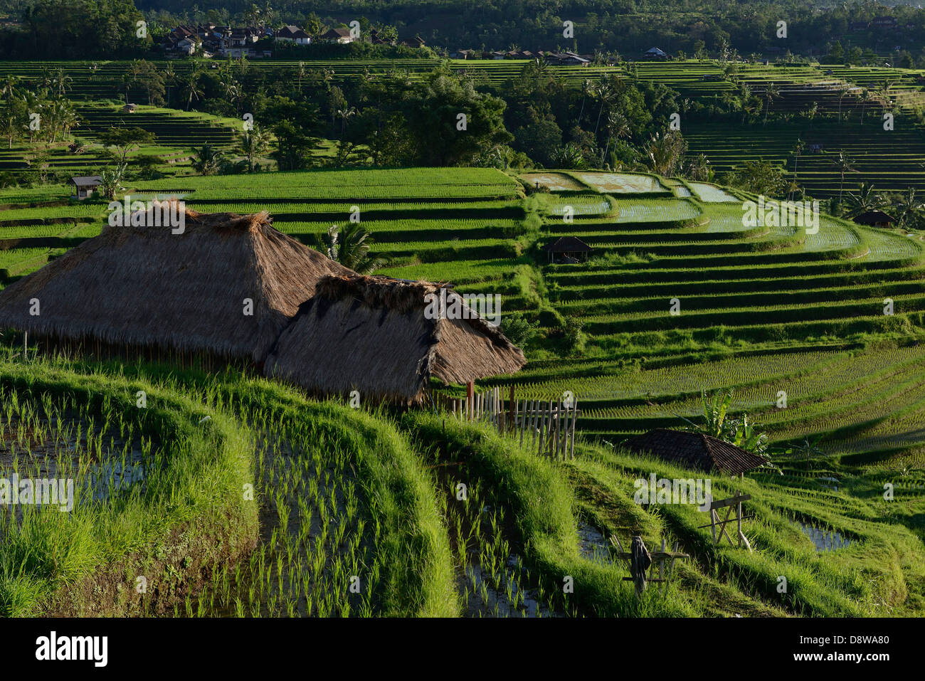 Indonesia, Bali, rice terrace in nearly Jatiluwith Stock Photo - Alamy