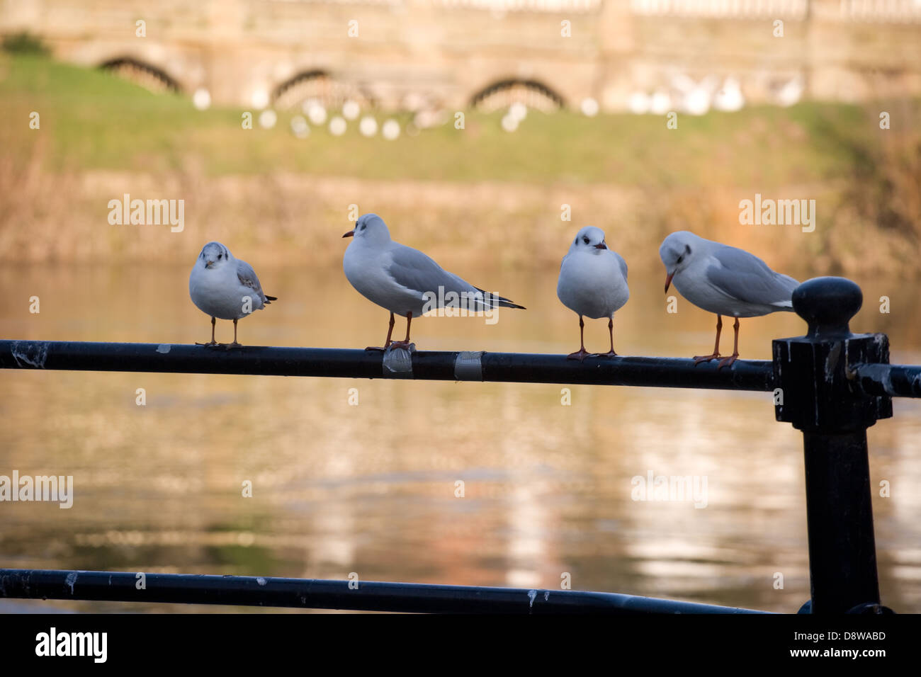 Birds on railing Stock Photo - Alamy
