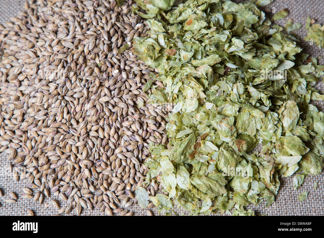 Summer hops and amber malt Stock Photo - Alamy