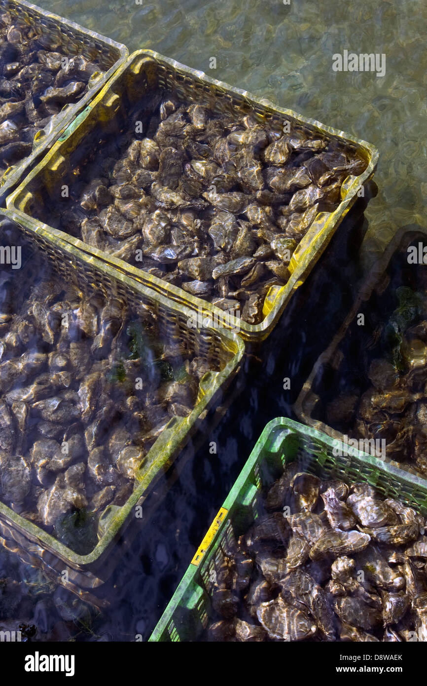Crates of oysters Stock Photo - Alamy