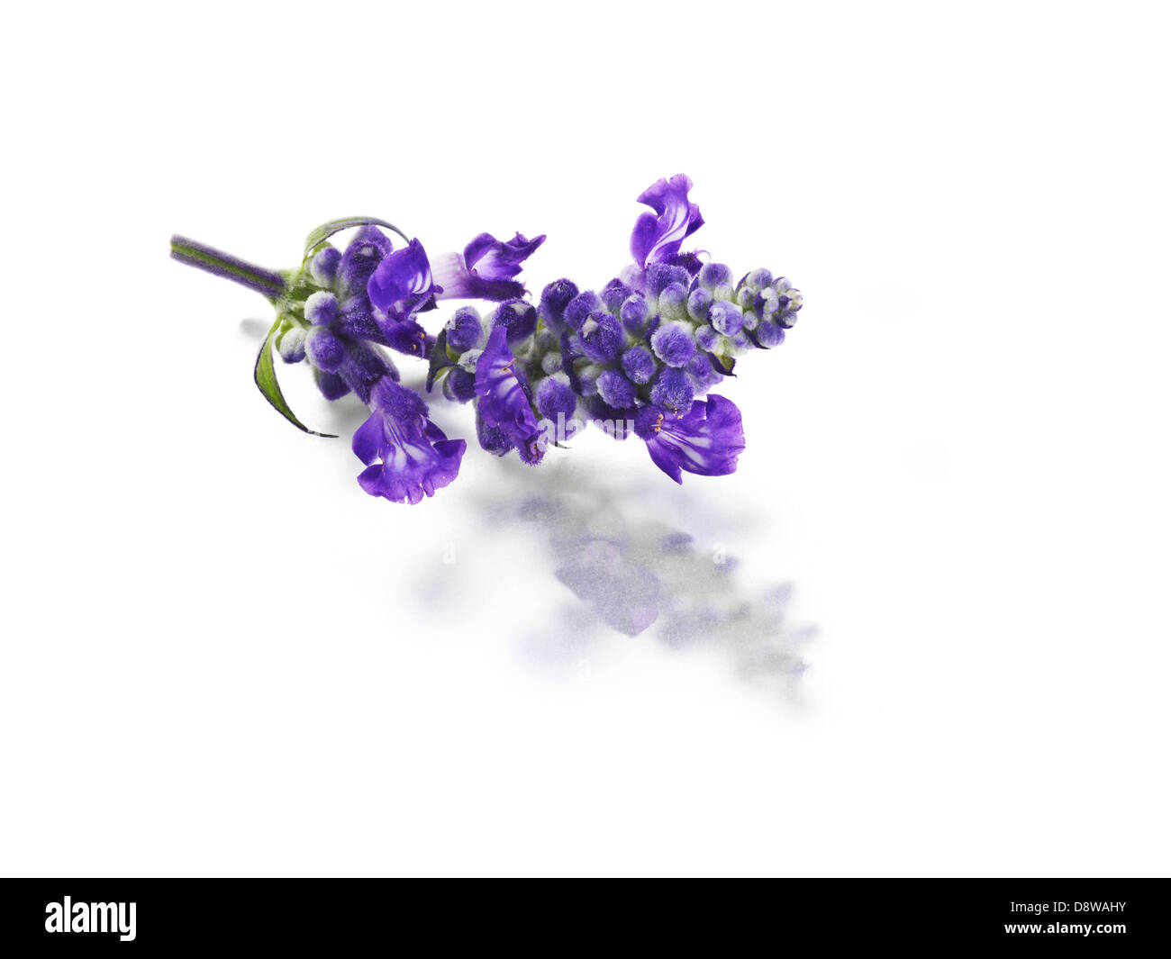 Violets flower Cut Out Stock Images & Pictures - Alamy