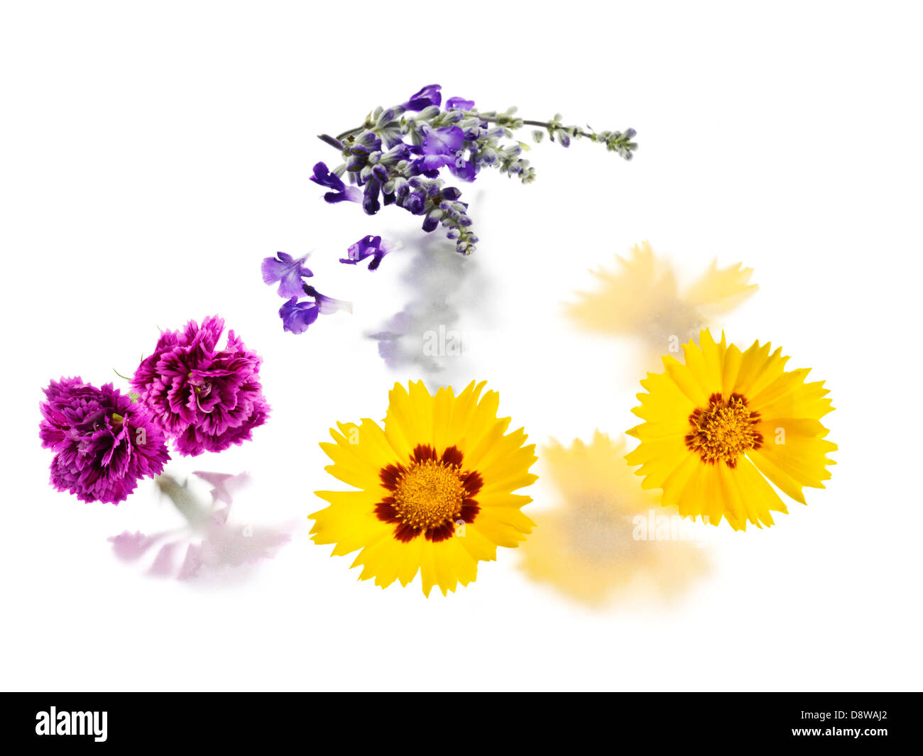 Selection of spring flowers Stock Photo - Alamy
