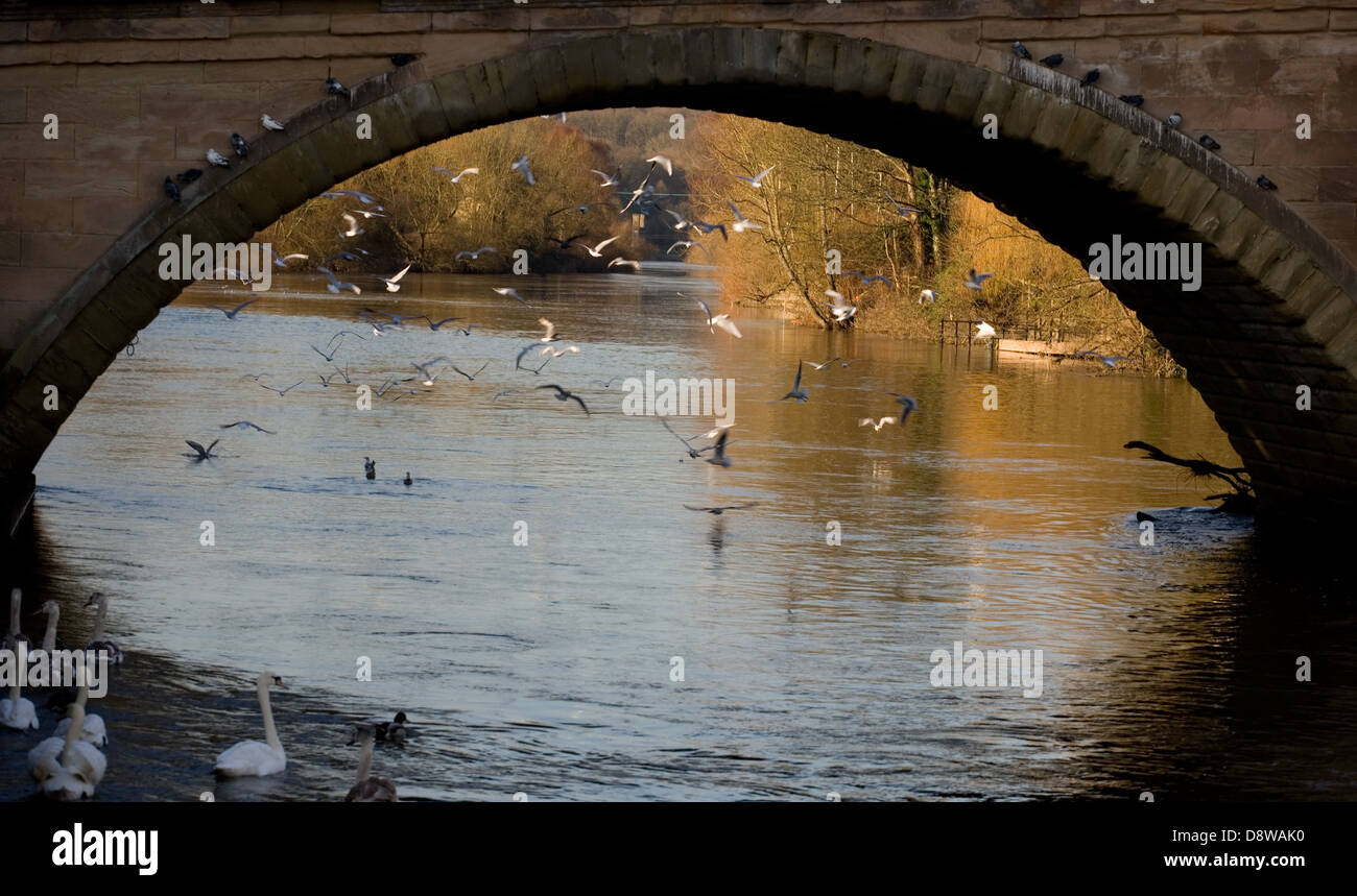Flying under bridge hi-res stock photography and images - Alamy