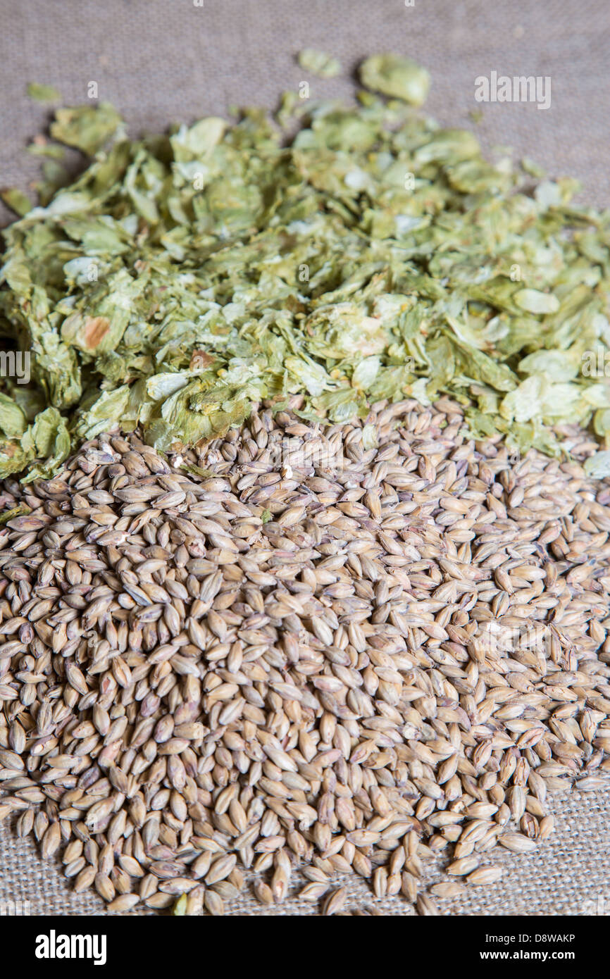 Amber Malt and Summer Hops Stock Photo - Alamy