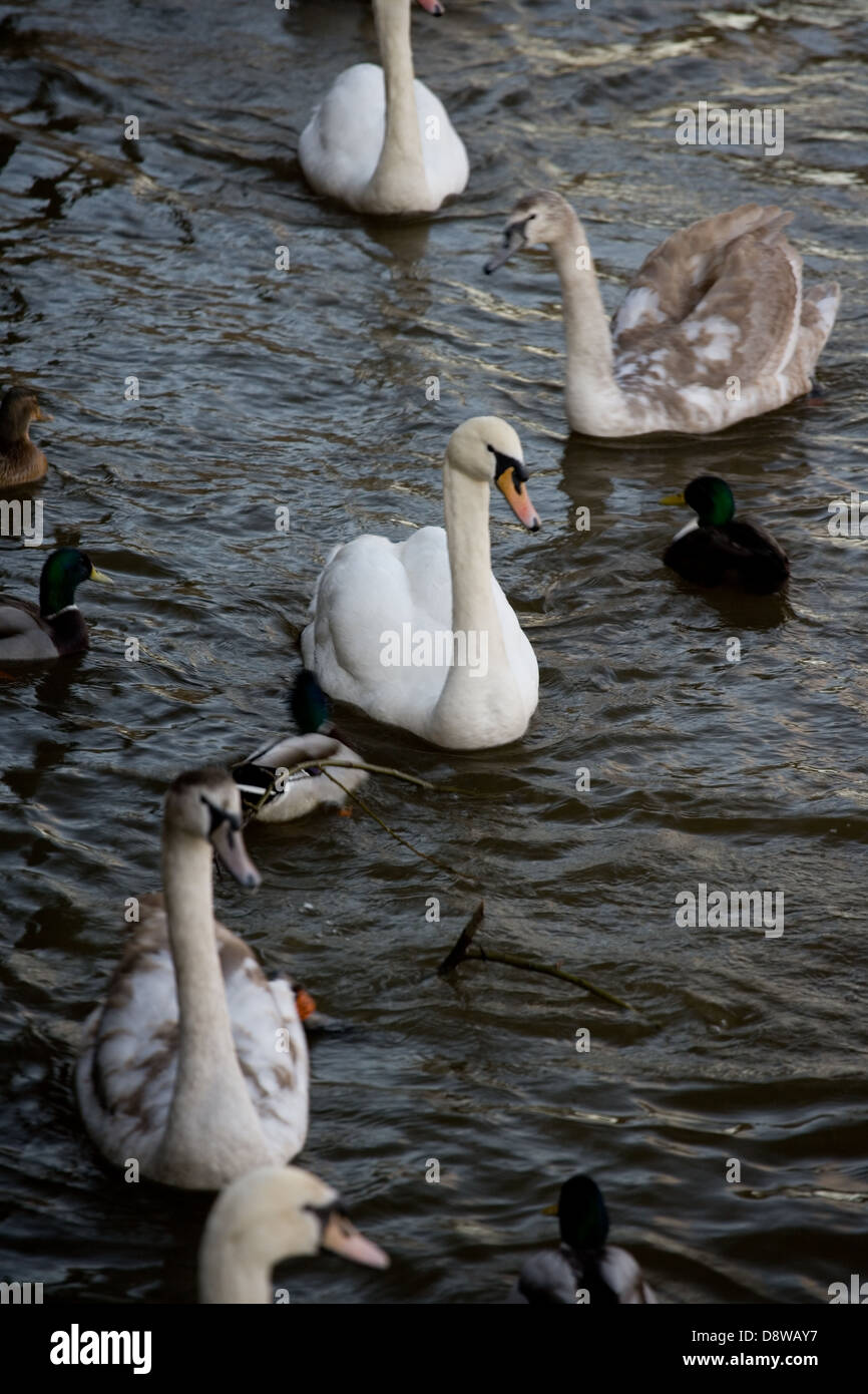 Swans and signets on the river gathering for food Stock Photo - Alamy