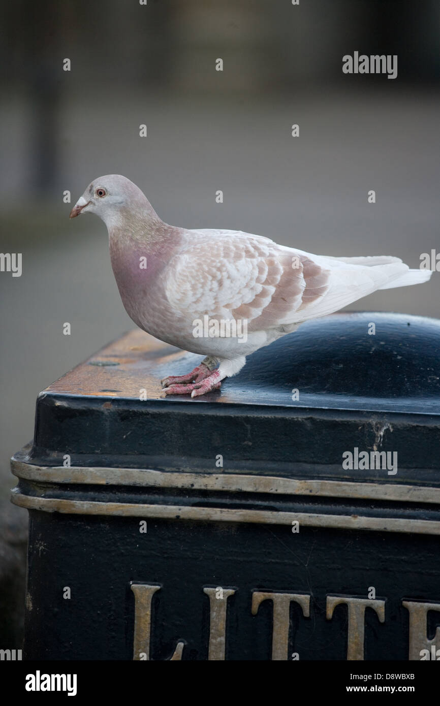 pigeon sitting on a rubbish bin Stock Photo - Alamy
