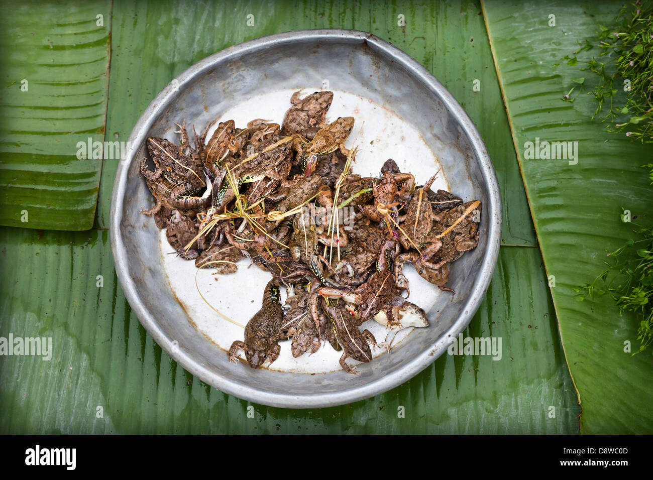 Frogs on a stall at the market in Luang Prabang, Laos Stock Photo - Alamy