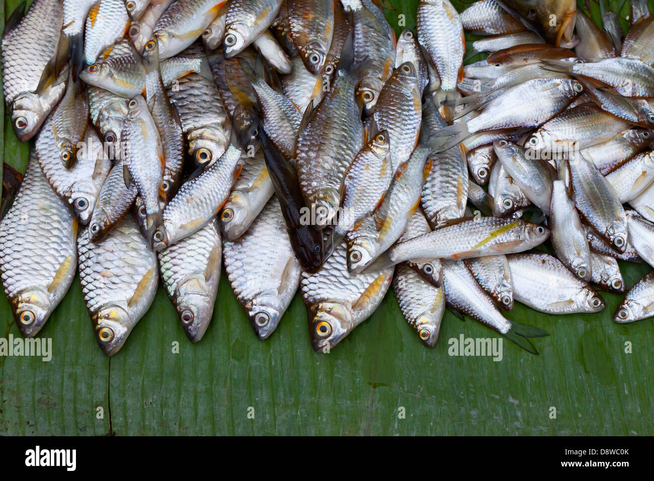 Fish on a stall at the market in Luang Prabang, Laos Stock Photo - Alamy