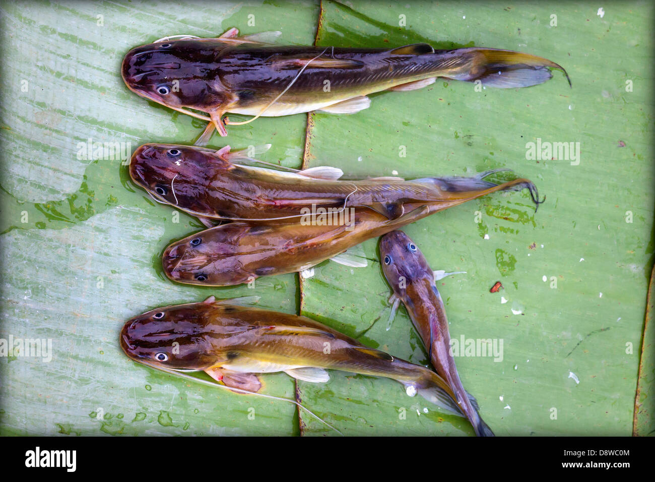Fish on a stall at the market in Luang Prabang, Laos Stock Photo - Alamy