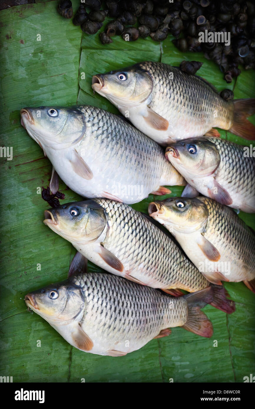 Fish on a stall at the market in Luang Prabang, Laos Stock Photo - Alamy