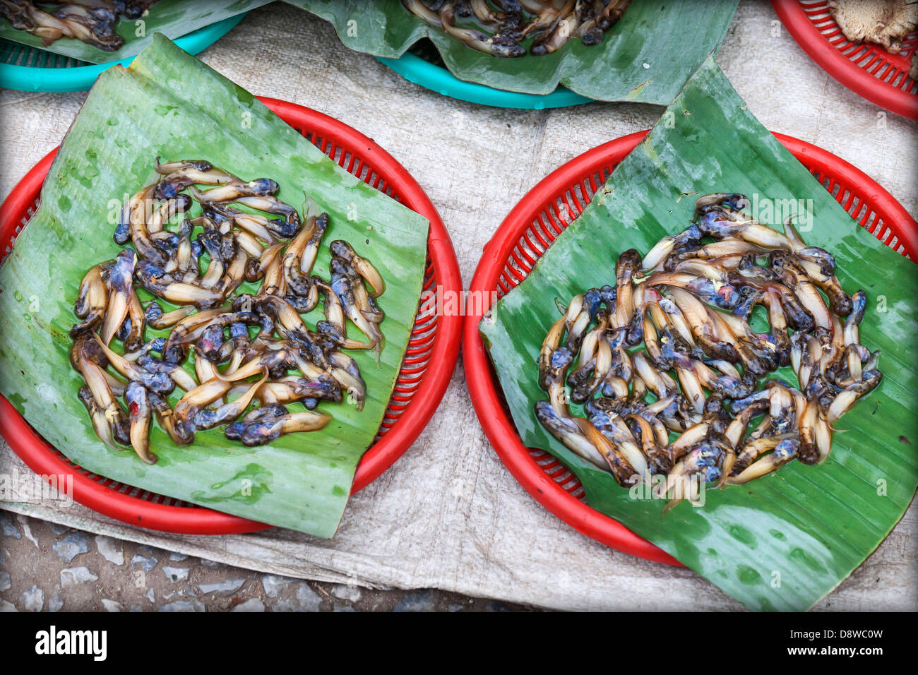 Edible worms on a stall at the market in Luang Prabang, Laos Stock ...