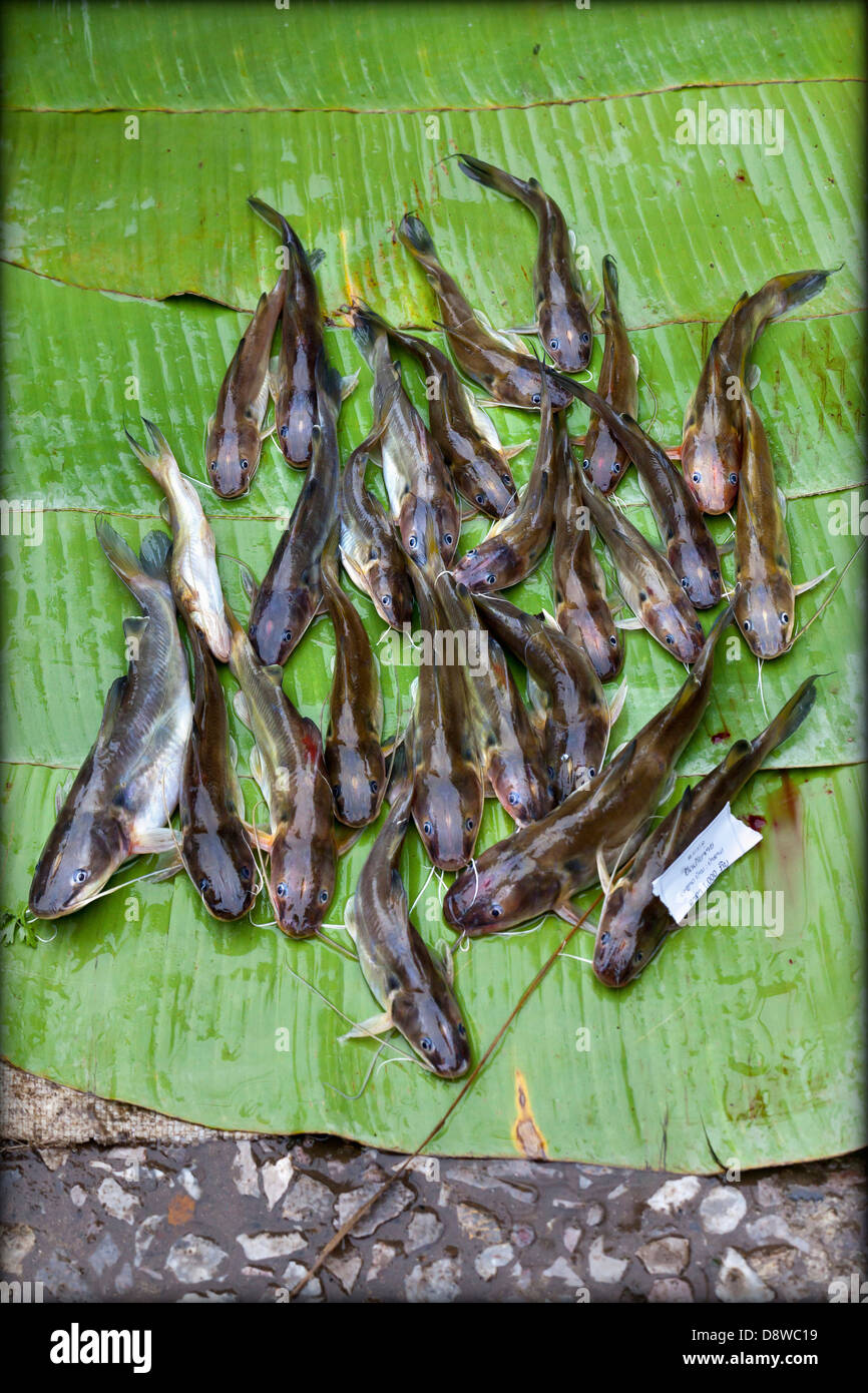 Fish on a stall at the market in Luang Prabang, Laos Stock Photo - Alamy