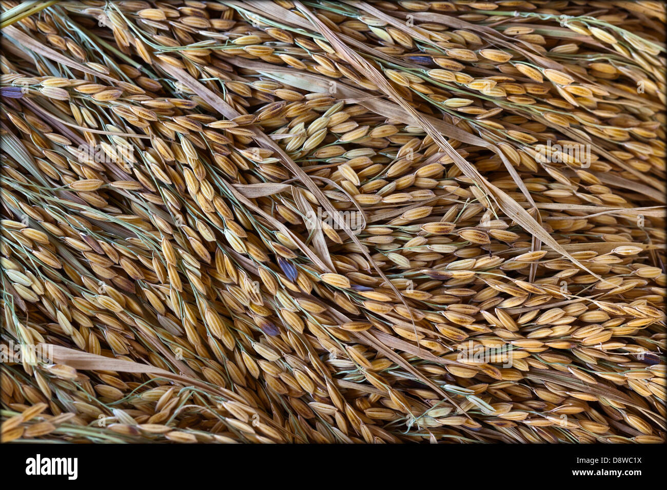 Laos rice hi-res stock photography and images - Alamy