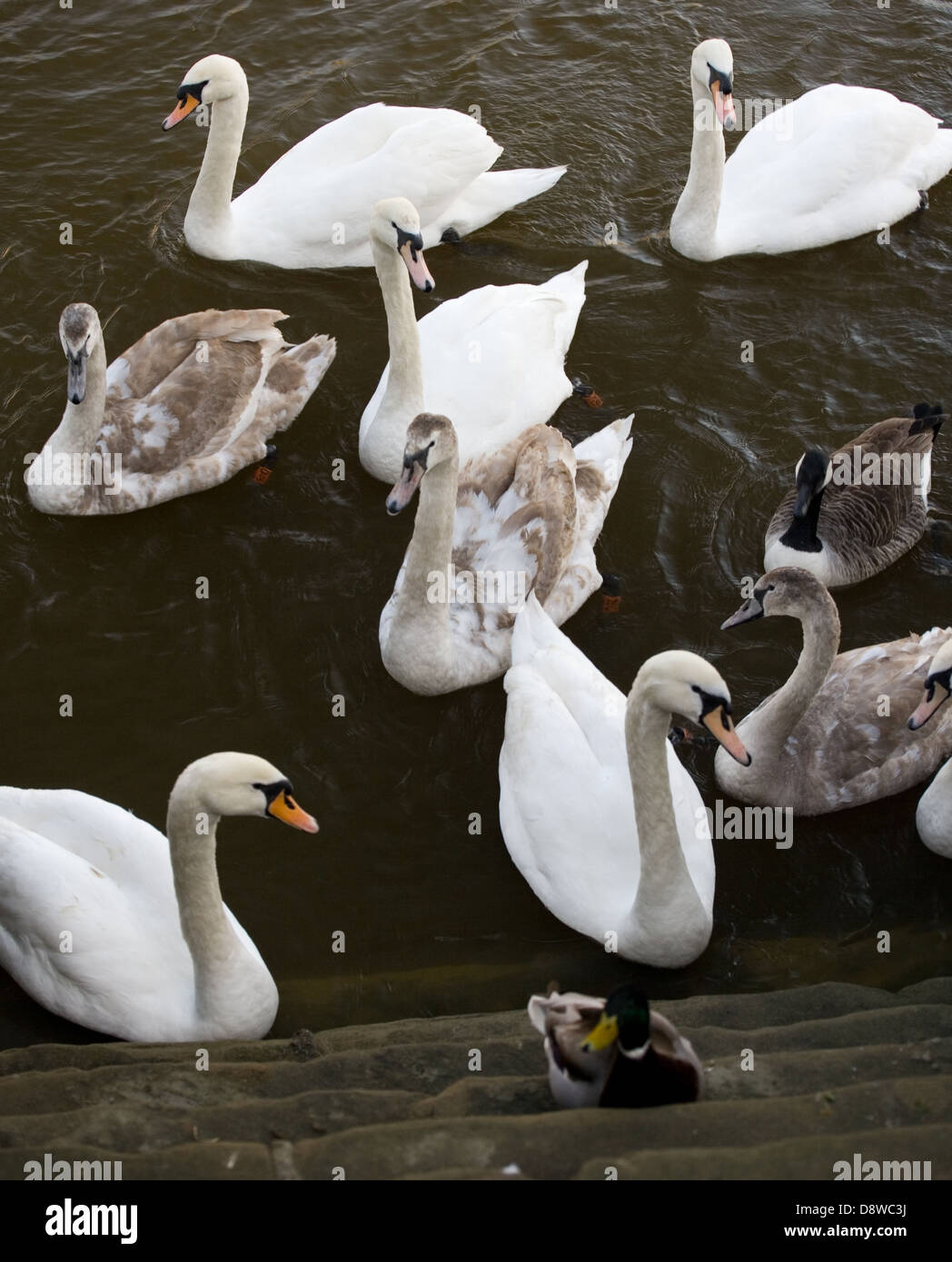 Swans and signets on the river gathering for food Stock Photo - Alamy