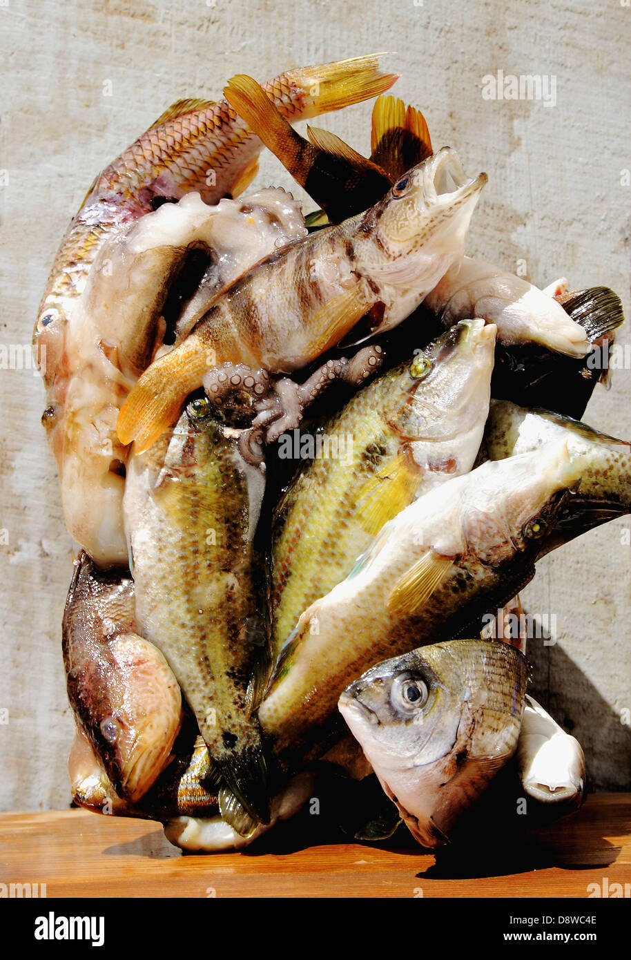 Lump fish hi-res stock photography and images - Alamy