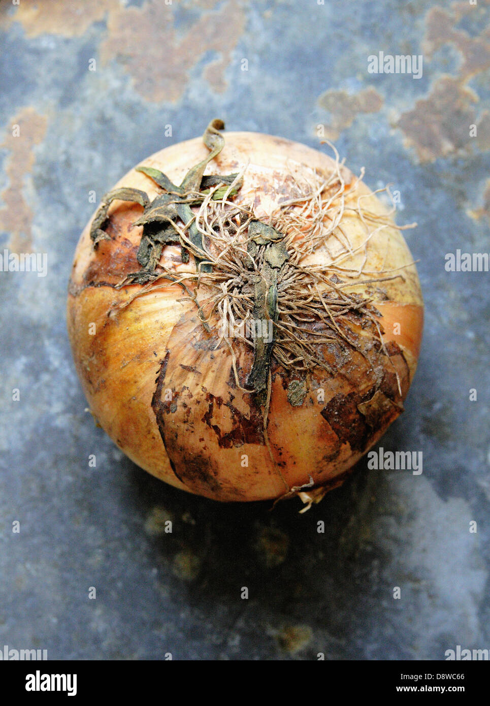 Peeling of an onion hi-res stock photography and images - Alamy