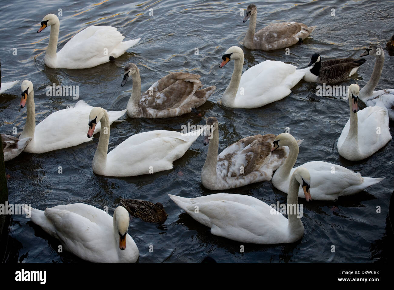 Swans with signets swimming on water hi-res stock photography and ...