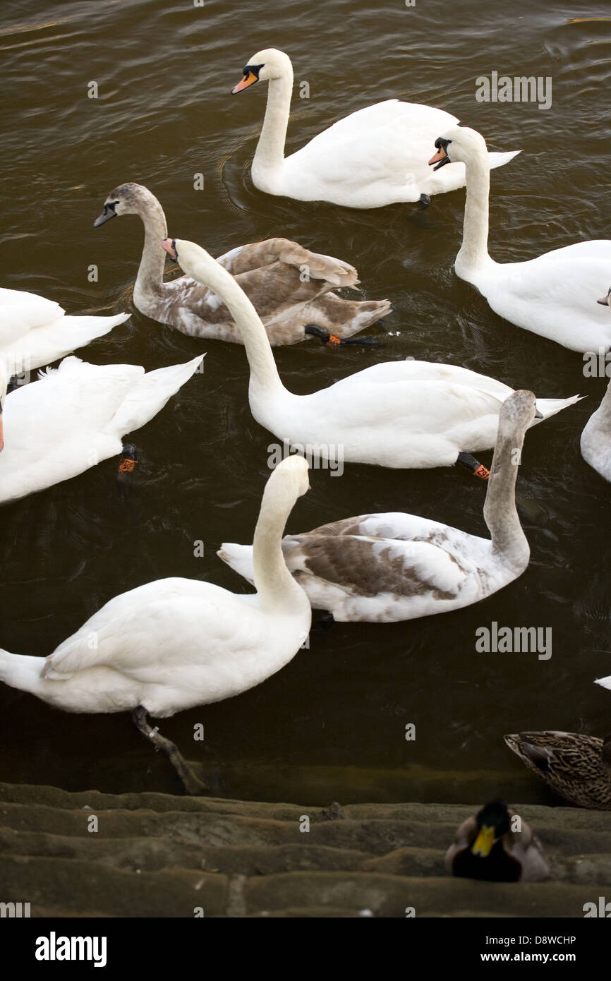Swans and signets on the river gathering for food Stock Photo - Alamy