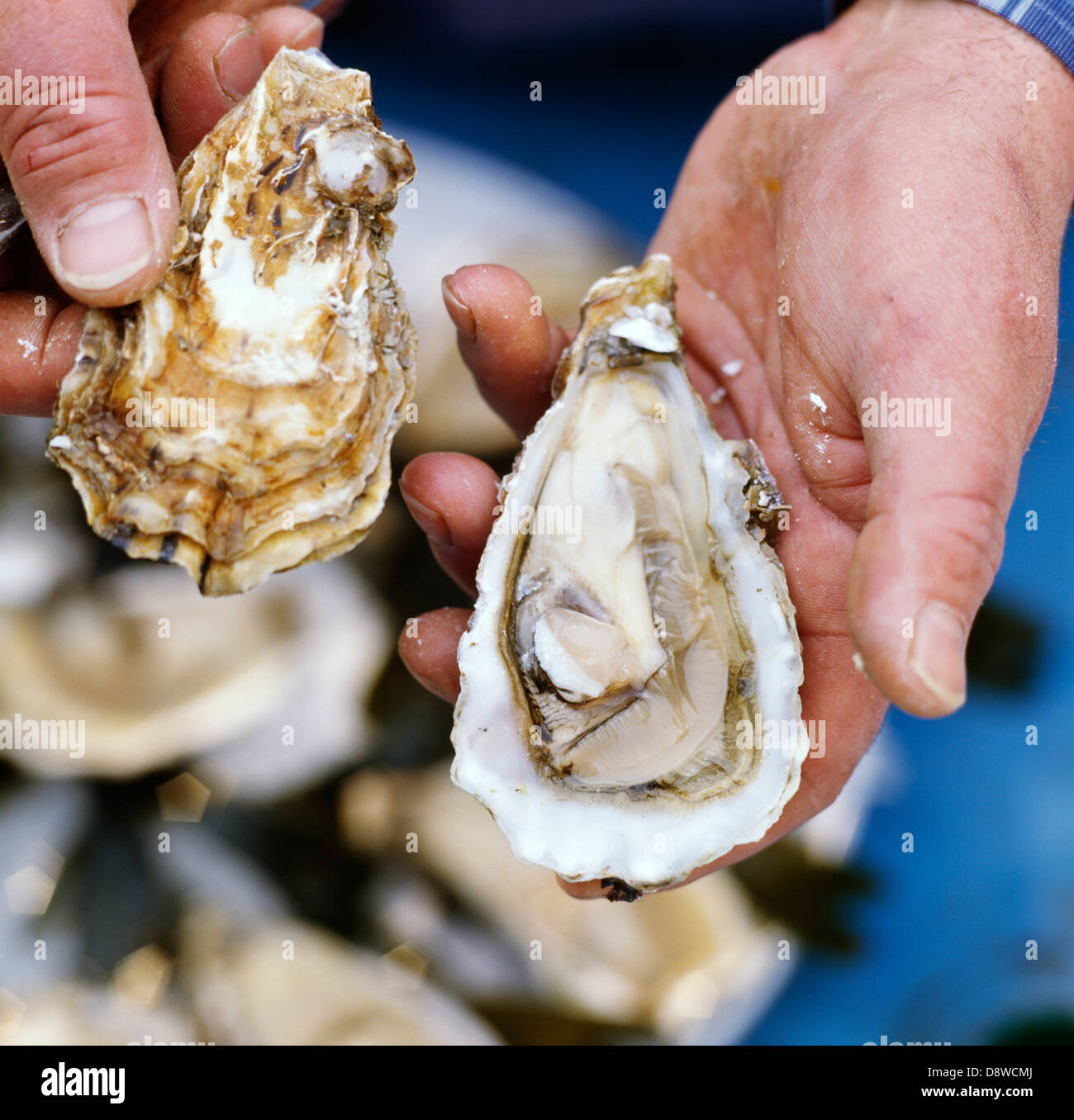 Opening an oyster Stock Photo - Alamy