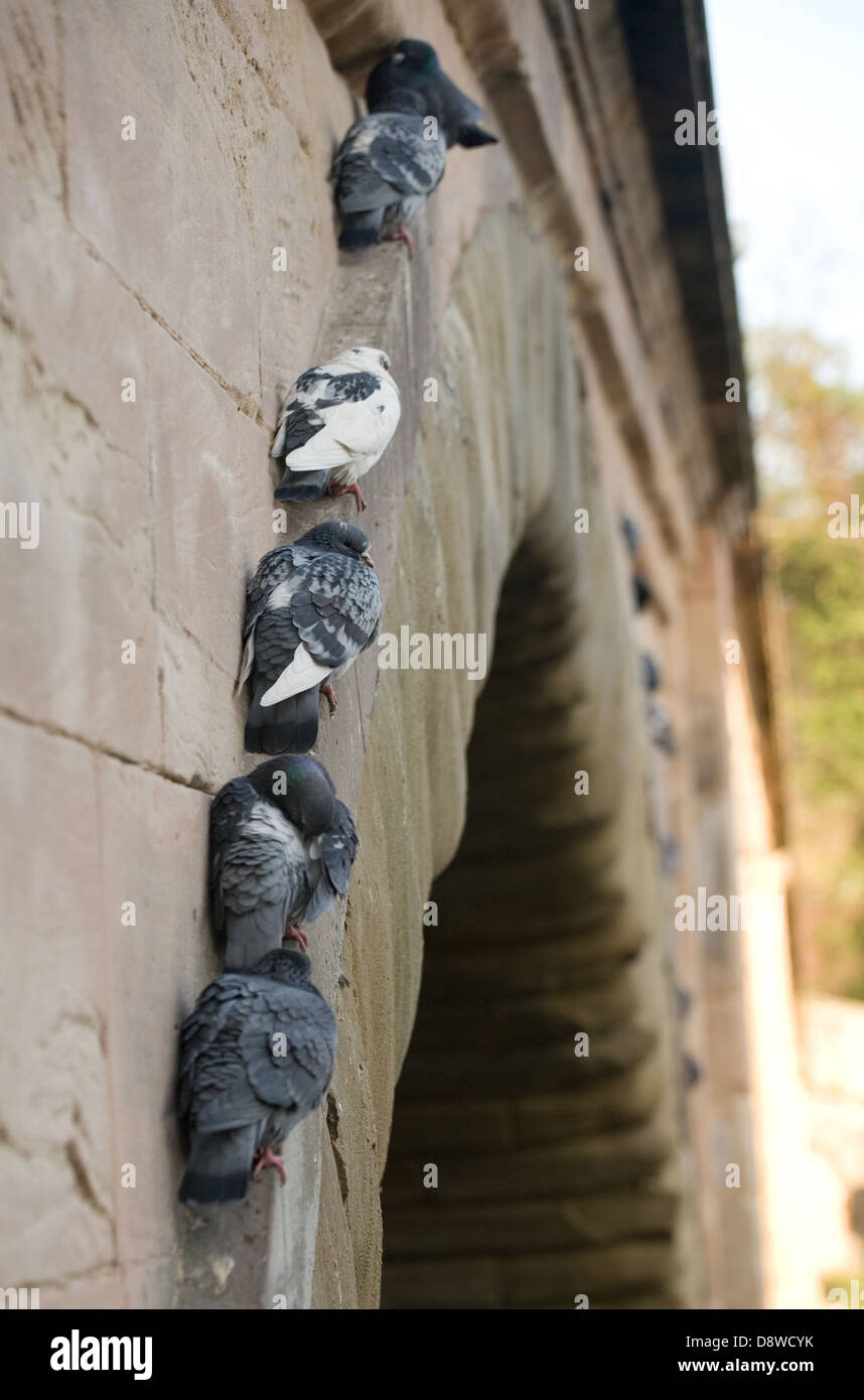 pigeons sleeping on bridge Stock Photo - Alamy