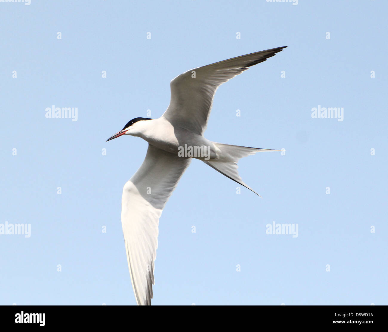 Sterna comune hi-res stock photography and images - Alamy