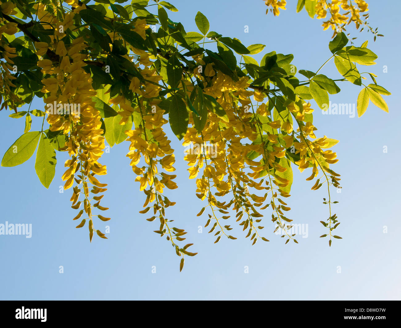 Laburnum bush hi-res stock photography and images - Alamy
