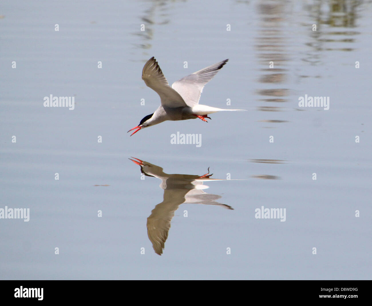 Body skimming hi-res stock photography and images - Alamy