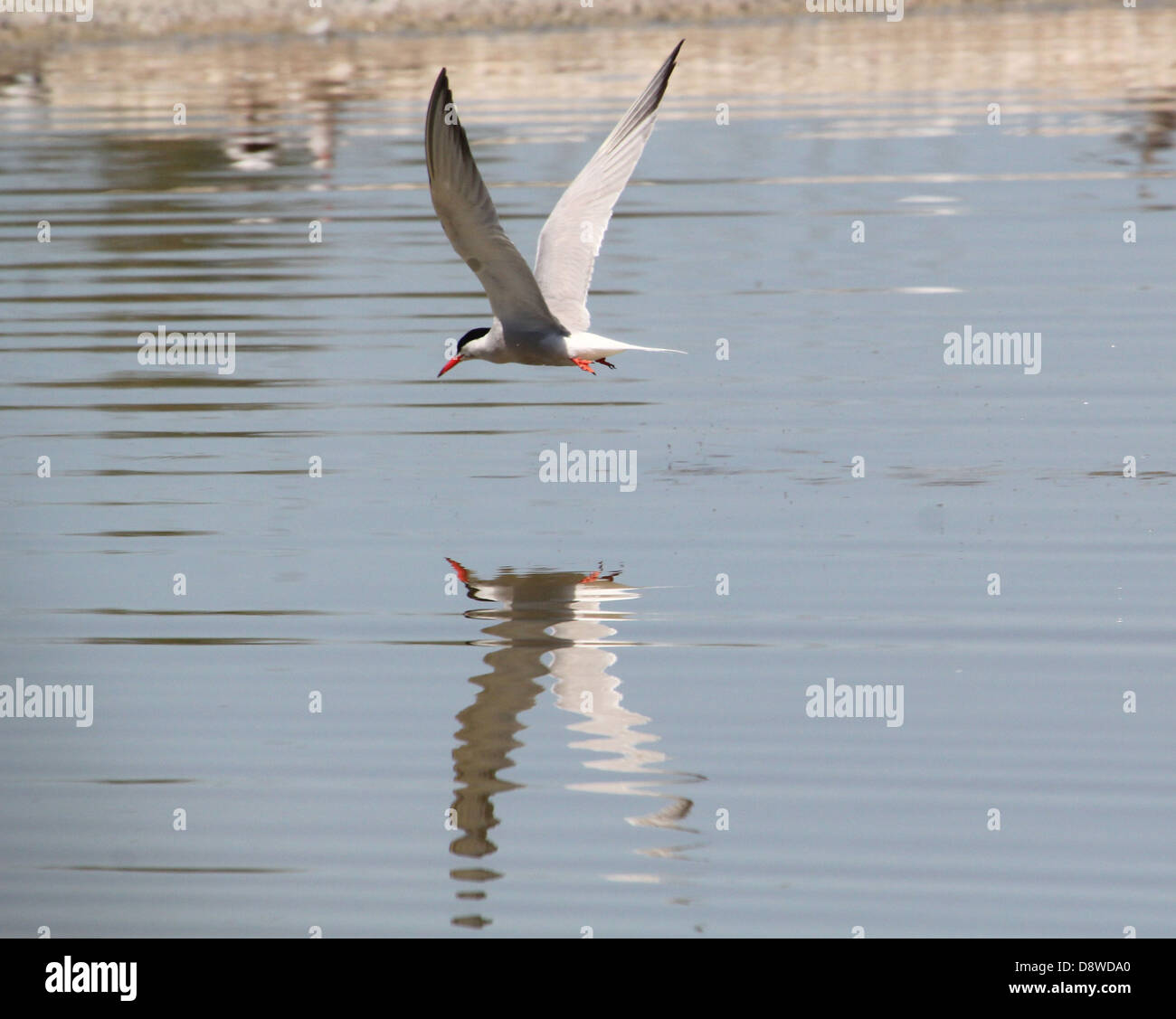 Body skimming hi-res stock photography and images - Alamy