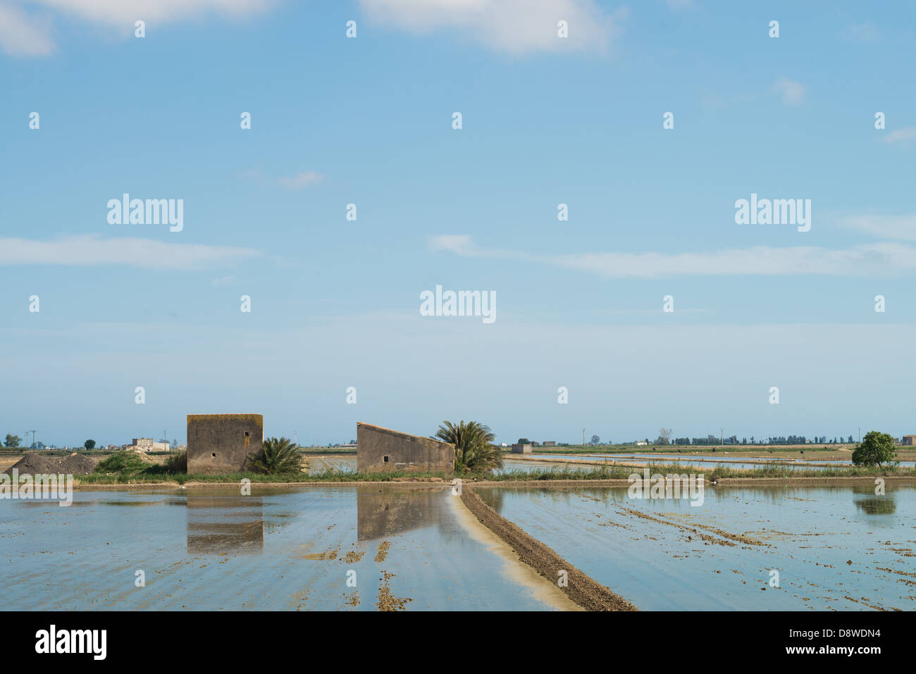 Traditional rice fields landscape at Delta del Ebro natural park, Spain ...