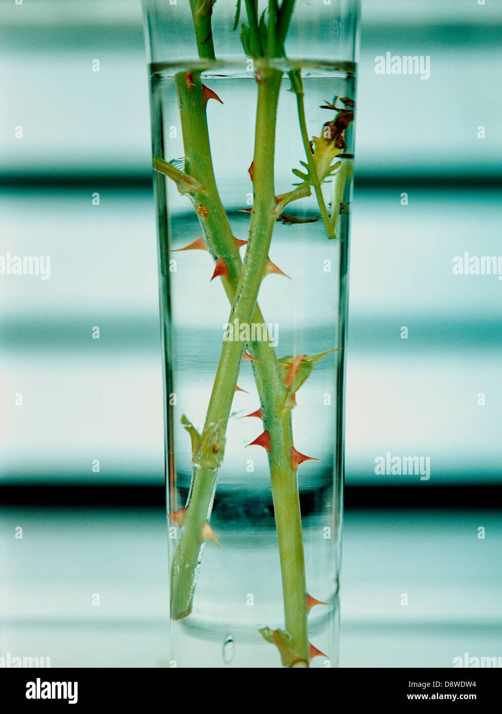 Rose Twigs in a Vase Stock Photo - Alamy