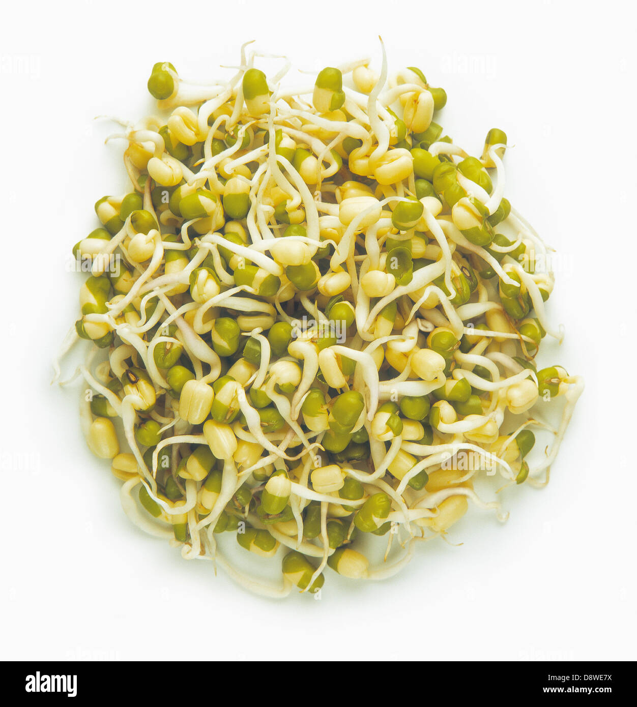 Sprouting soya beans Stock Photo - Alamy